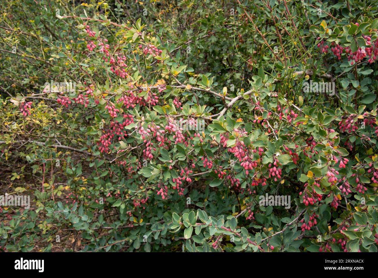 Barberry (Berberis vulgaris) is a deciduous spiny shrub native to ...