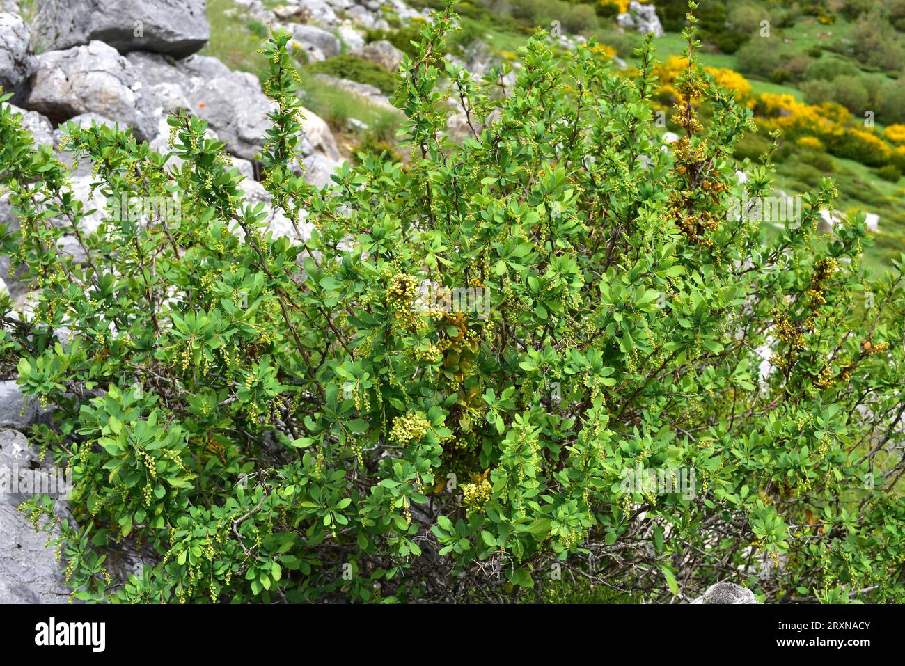 Berberis vulgaris cantabrica hi-res stock photography and images - Alamy