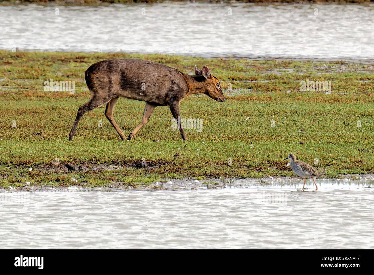 Chinese water deer Stock Photo - Alamy