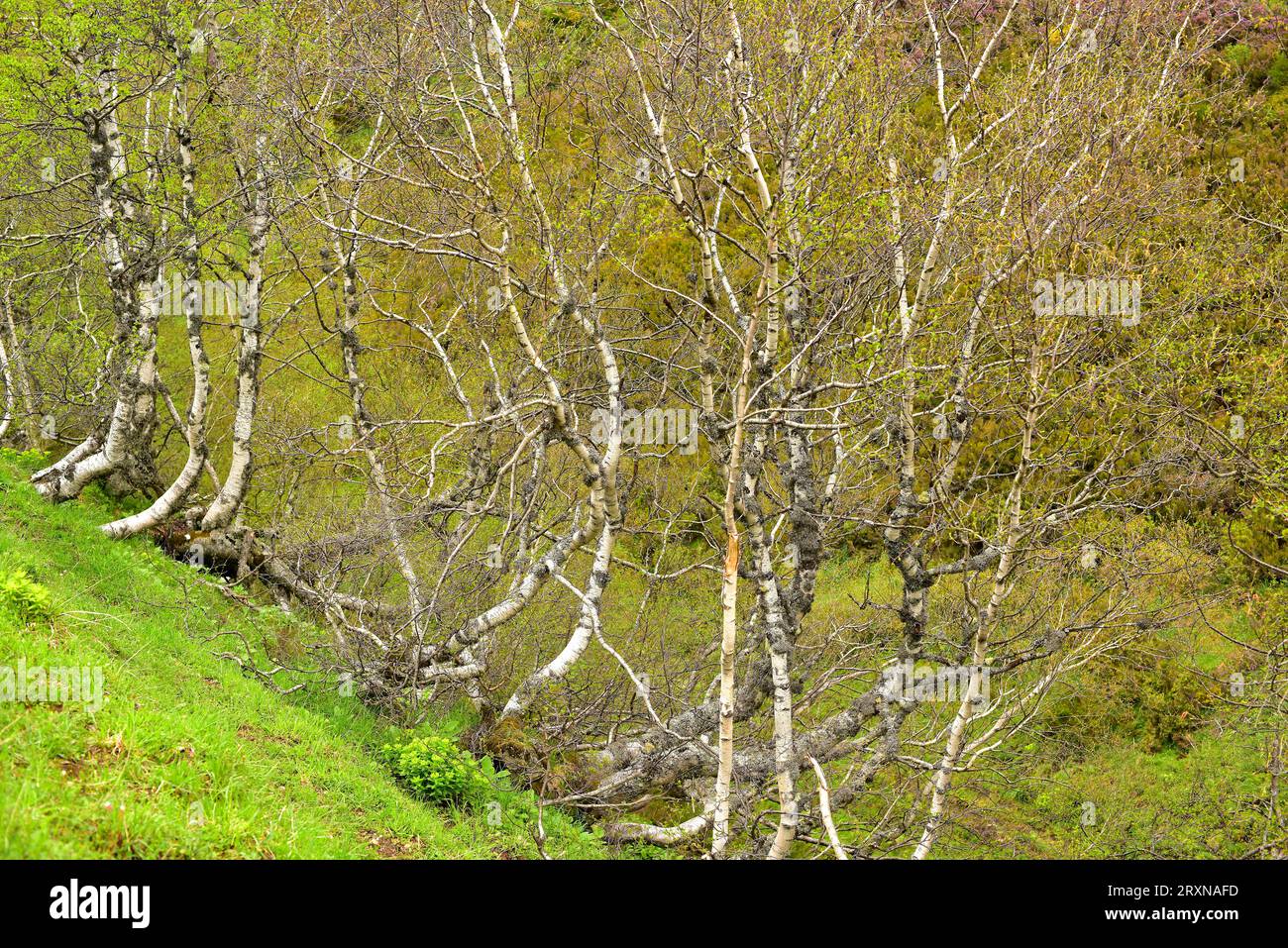 Hairy birch hi-res stock photography and images - Alamy