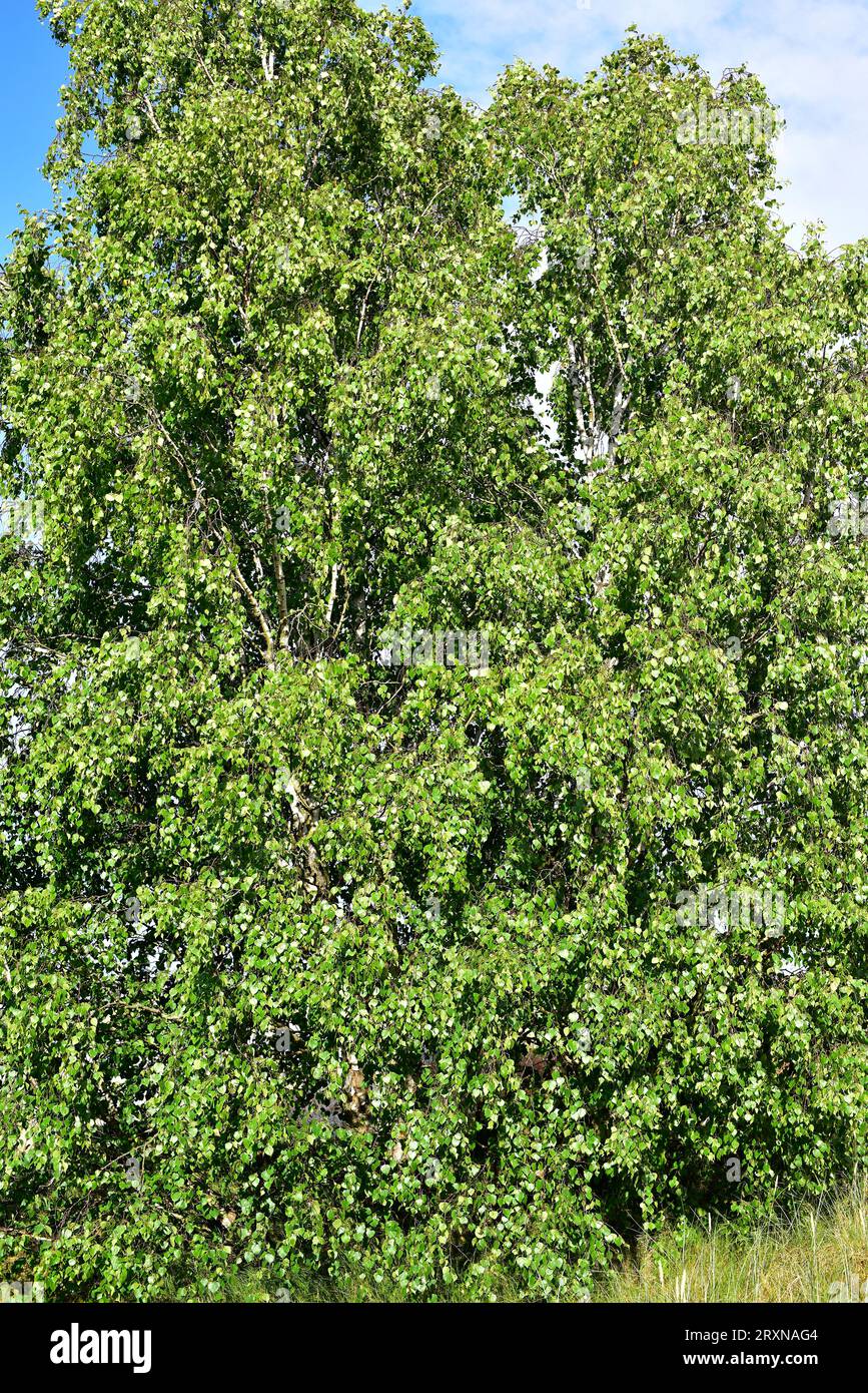Silver birch (Betula pendula) is a deciduous tree native to central ...