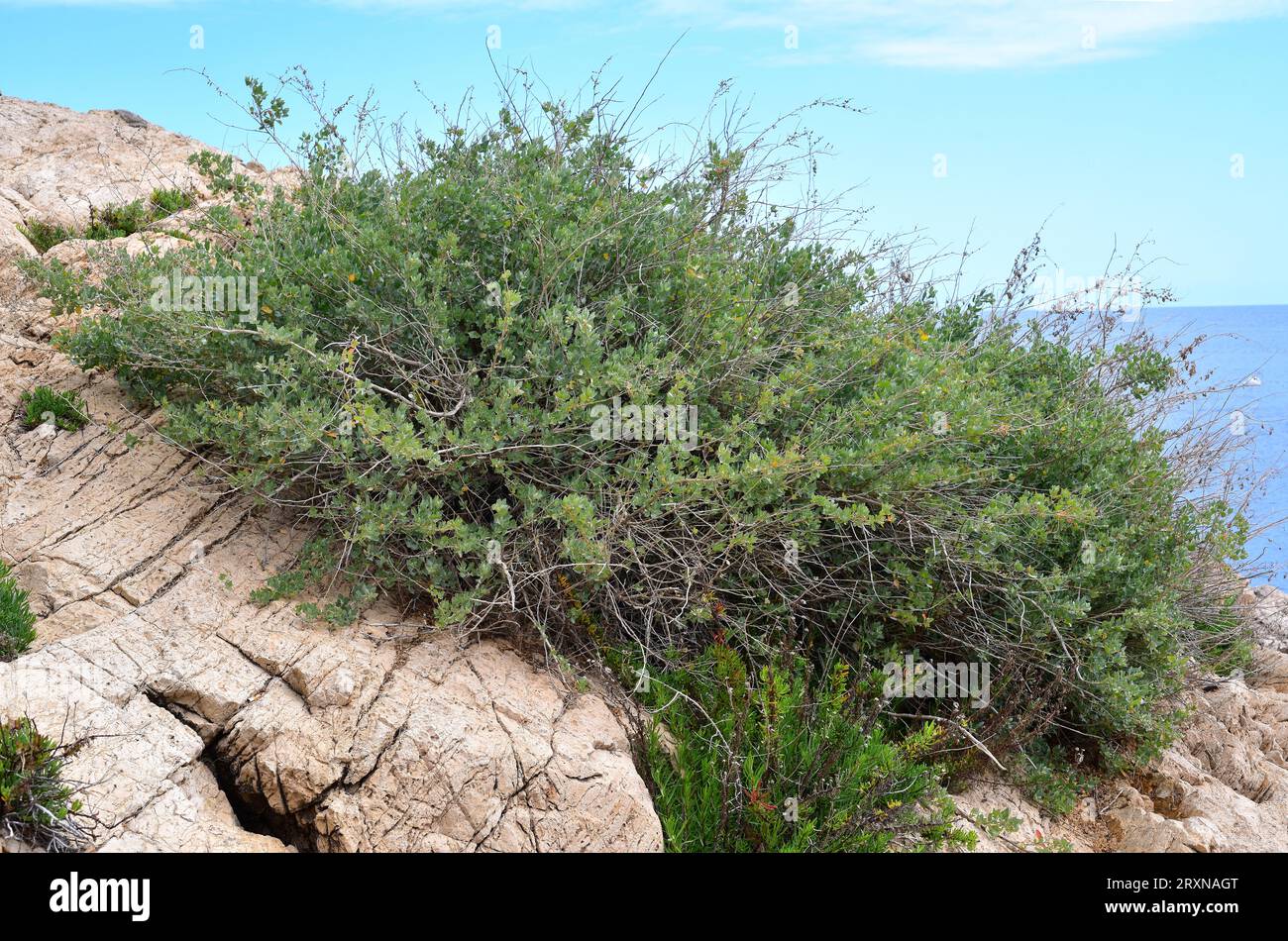 Sea orache atriplex halimus hi-res stock photography and images - Alamy