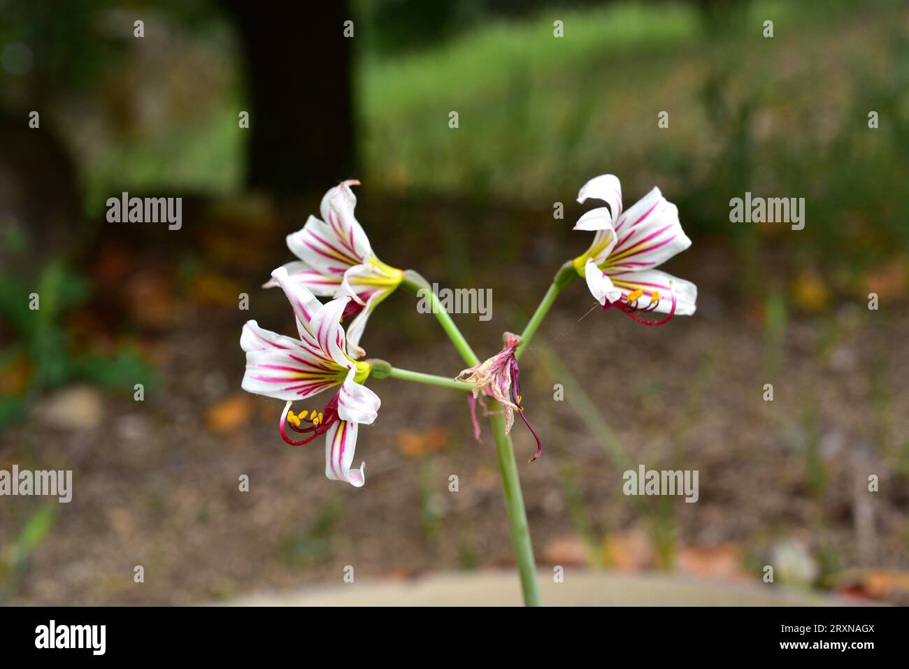 Bulbose hi-res stock photography and images - Alamy