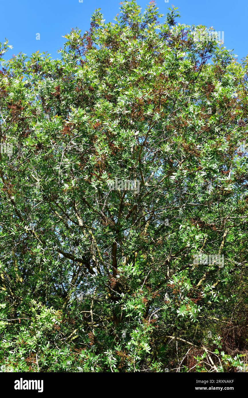 Mastic tree hi-res stock photography and images - Alamy
