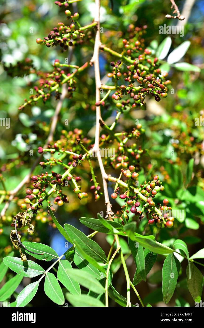 Mount Atlas mastic tree, Persian turpentine tree or almacigo de ...