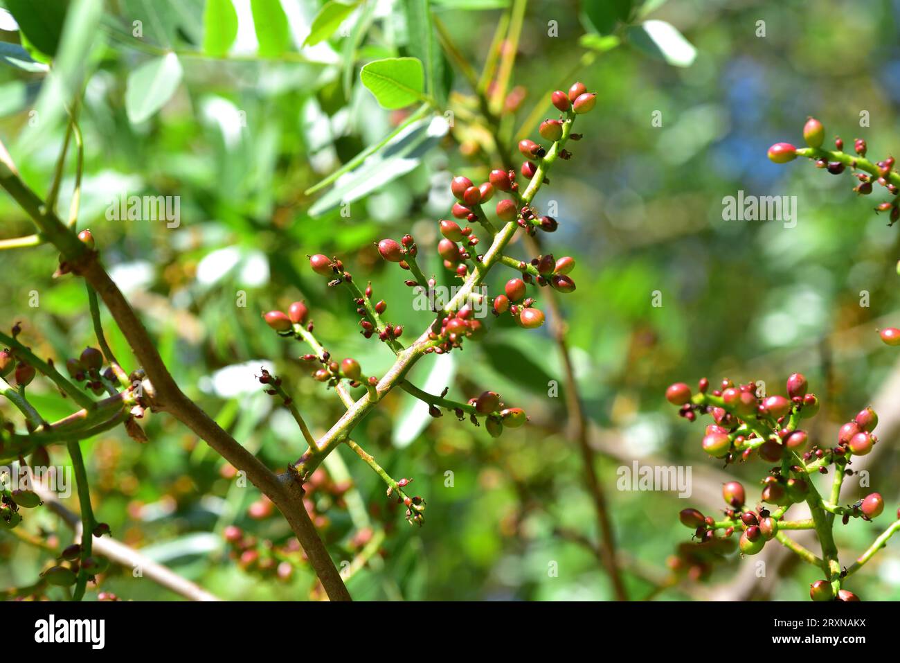 Turpentine tree hi-res stock photography and images - Alamy