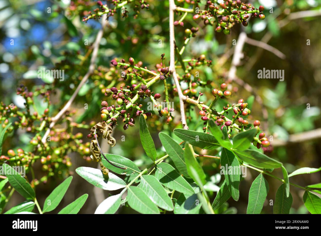 Persian turpine tree hi-res stock photography and images - Alamy
