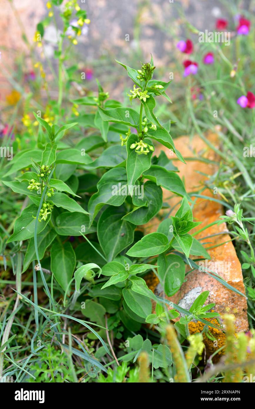 White swallow-wort (Vincetoxicum hirundinaria) is a medicinal perennial ...