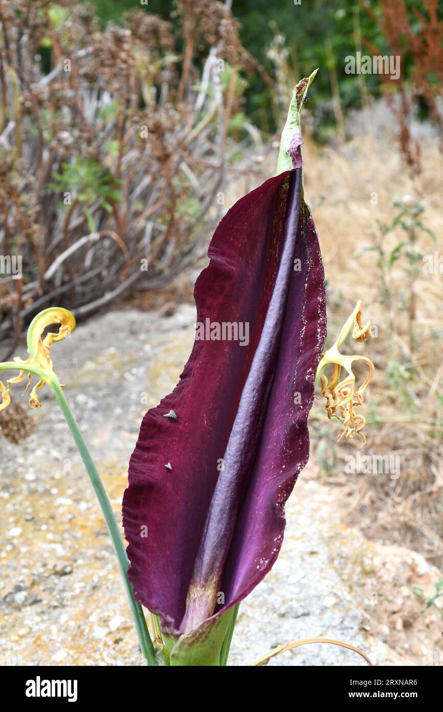 Dragon lily (Dracunculus vulgaris) is a perennial herb native to ...