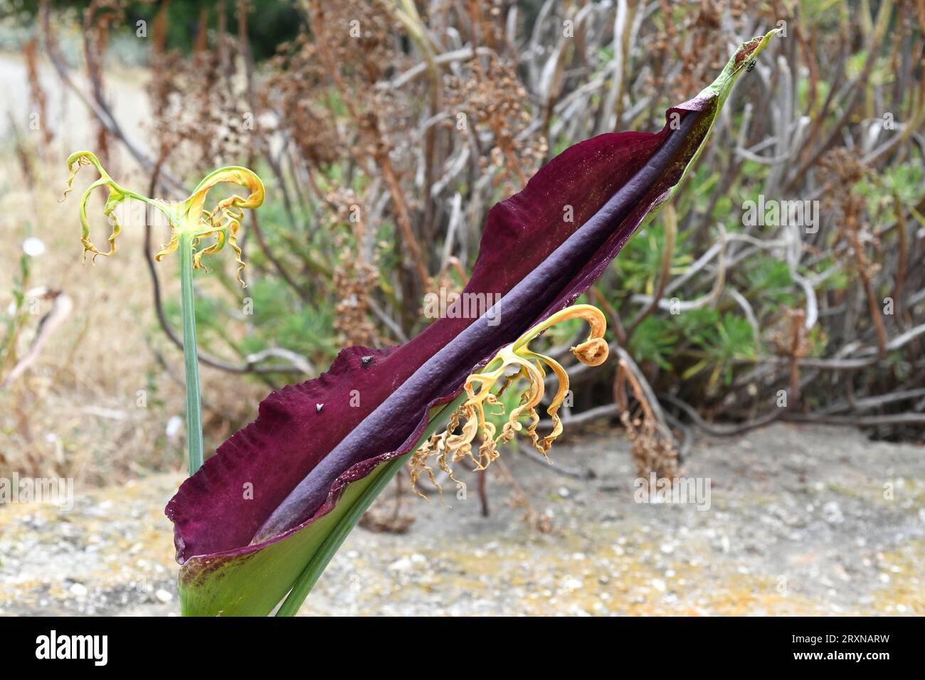 Dragon lily (Dracunculus vulgaris) is a perennial herb native to ...