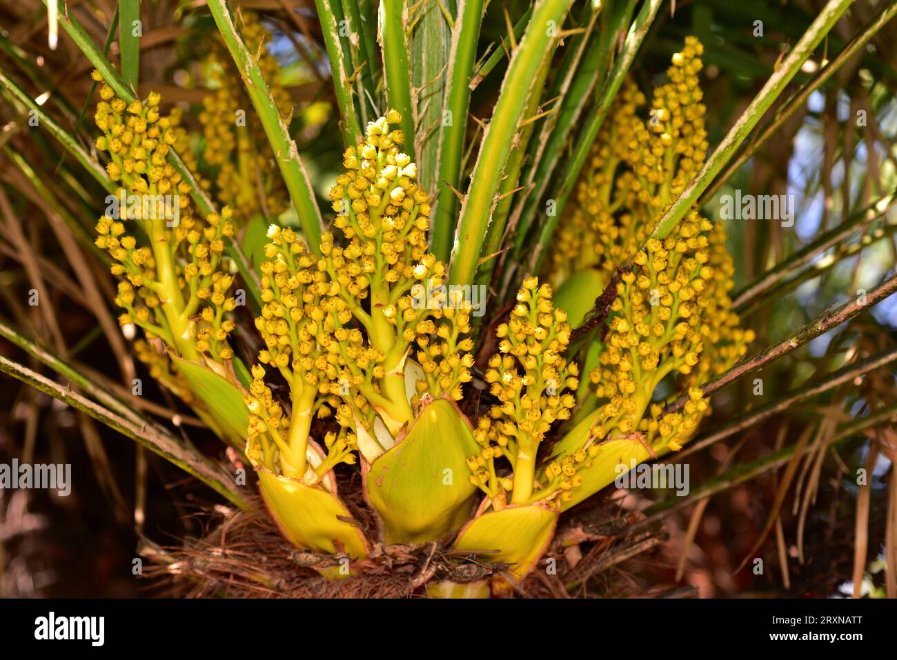 European fan palm (Chamaerops humilis) is a small palm native to ...