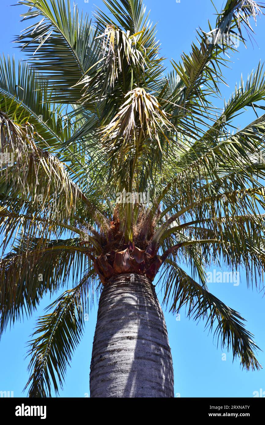Palma chilena (Jubaea chilensis) is a palm endemic to central Chile ...