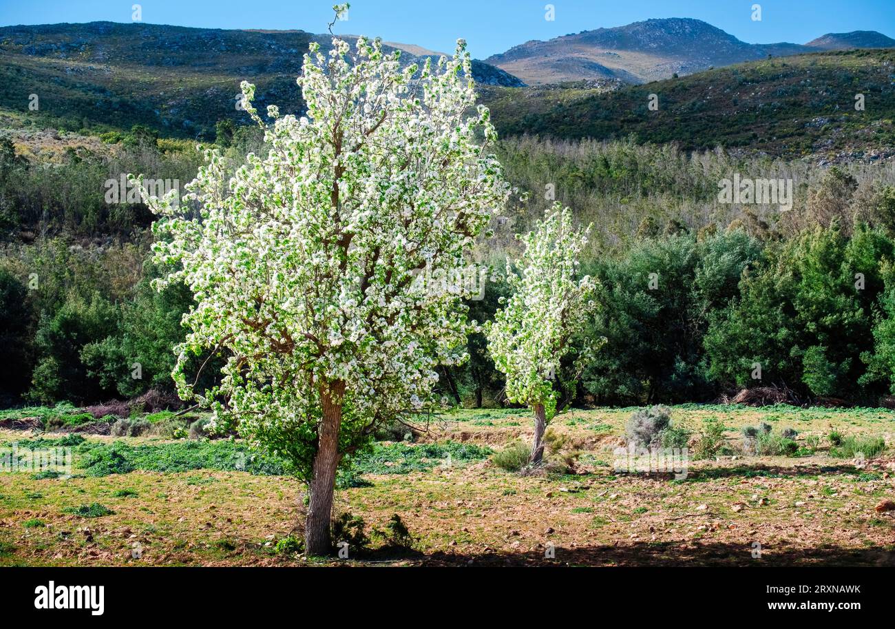 Dombeya hi-res stock photography and images - Alamy