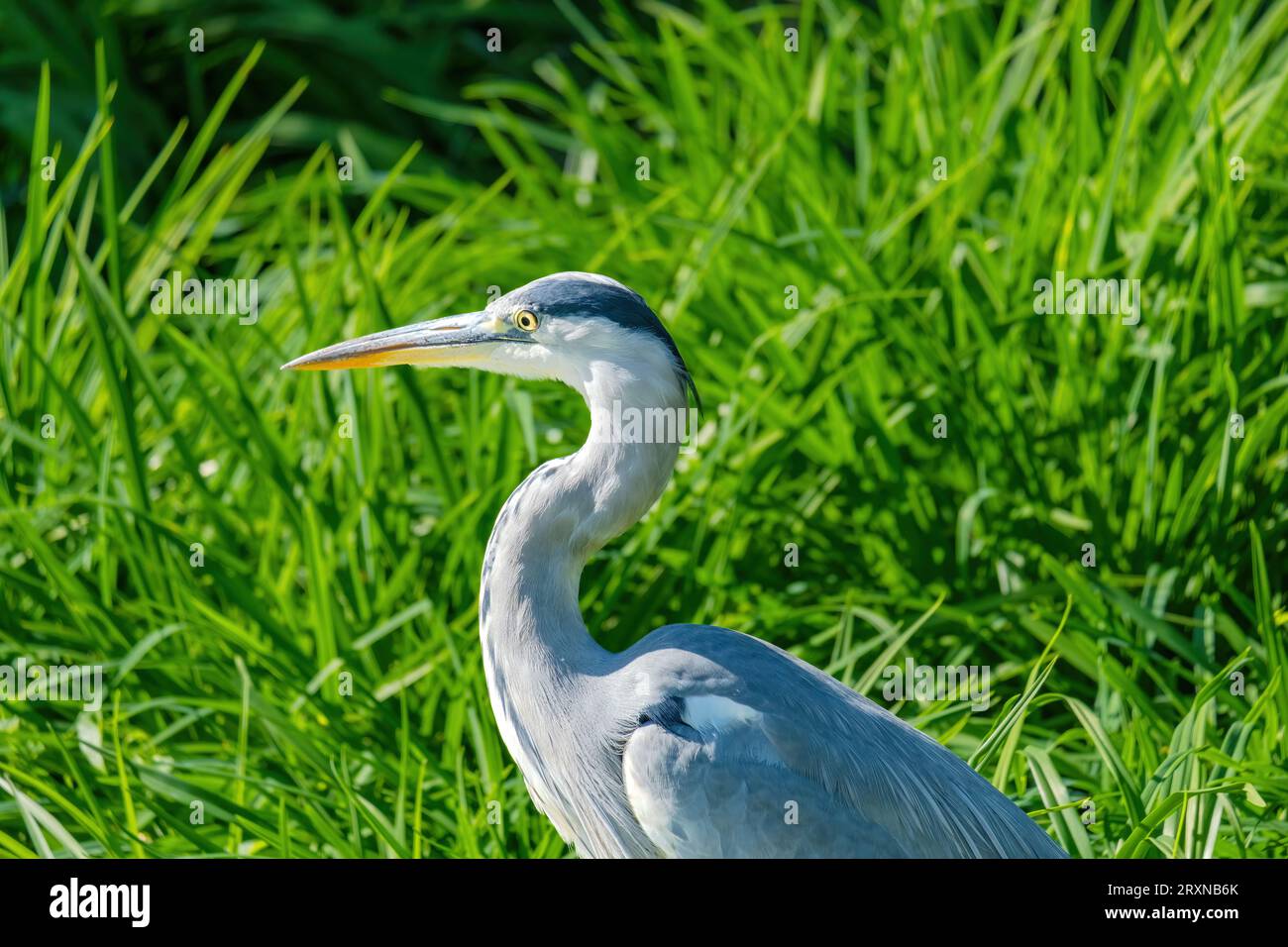 The eastern great egret, a white heron in the genus Ardea, fishing at ...