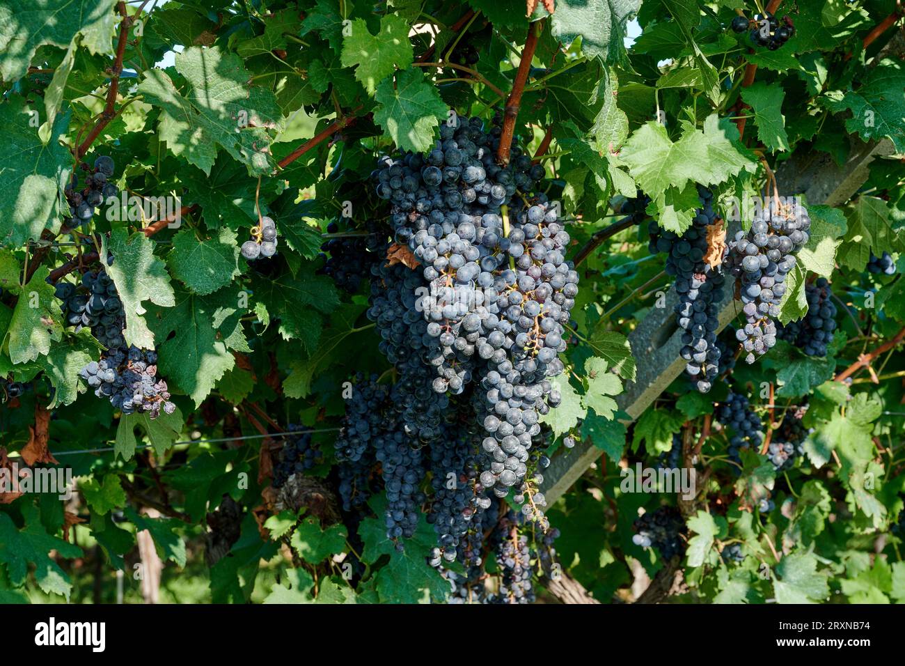 Bussolengo (Vr), Italy, some grapes in a vineyard Stock Photo - Alamy