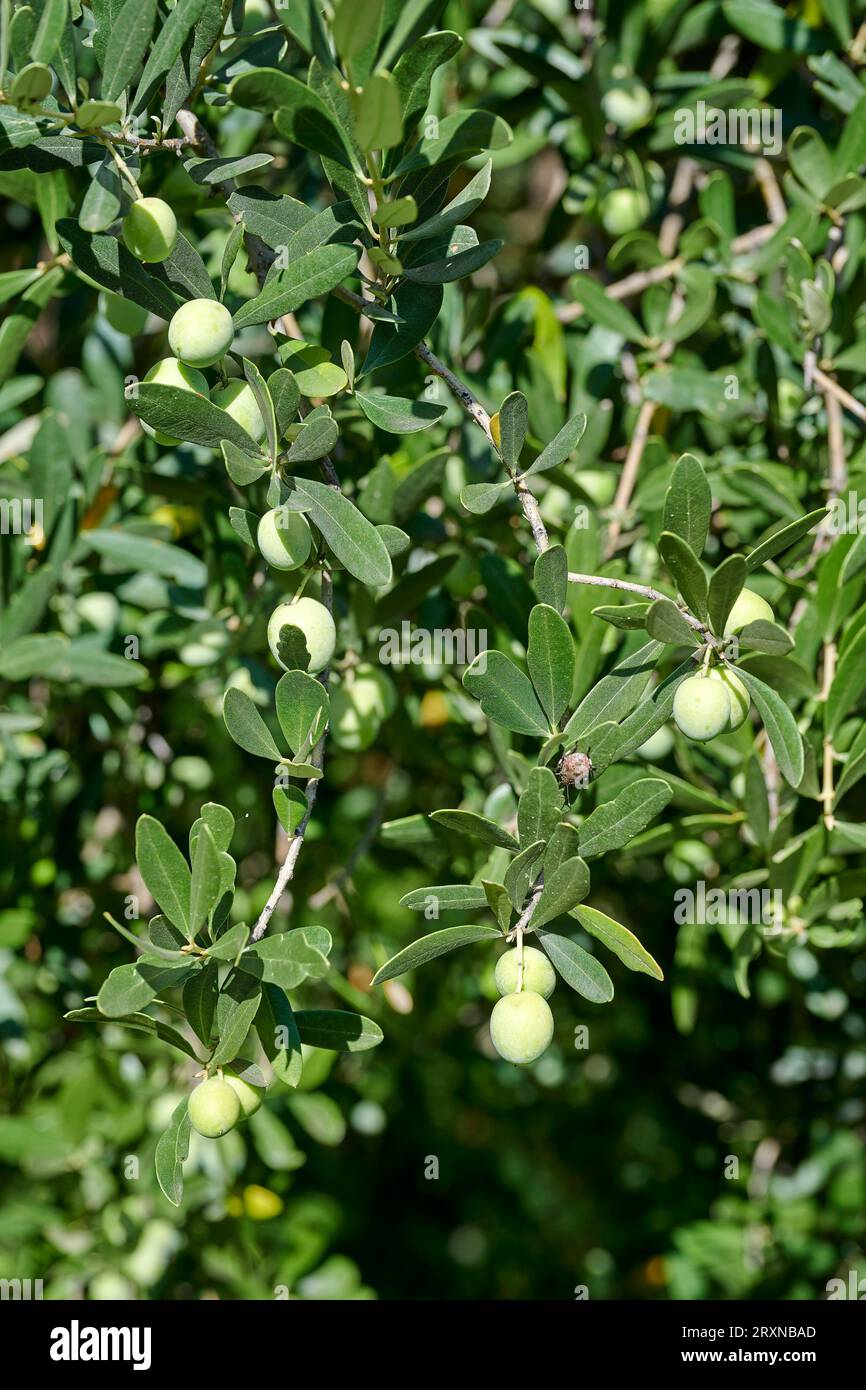 Negrar italy hi-res stock photography and images - Alamy