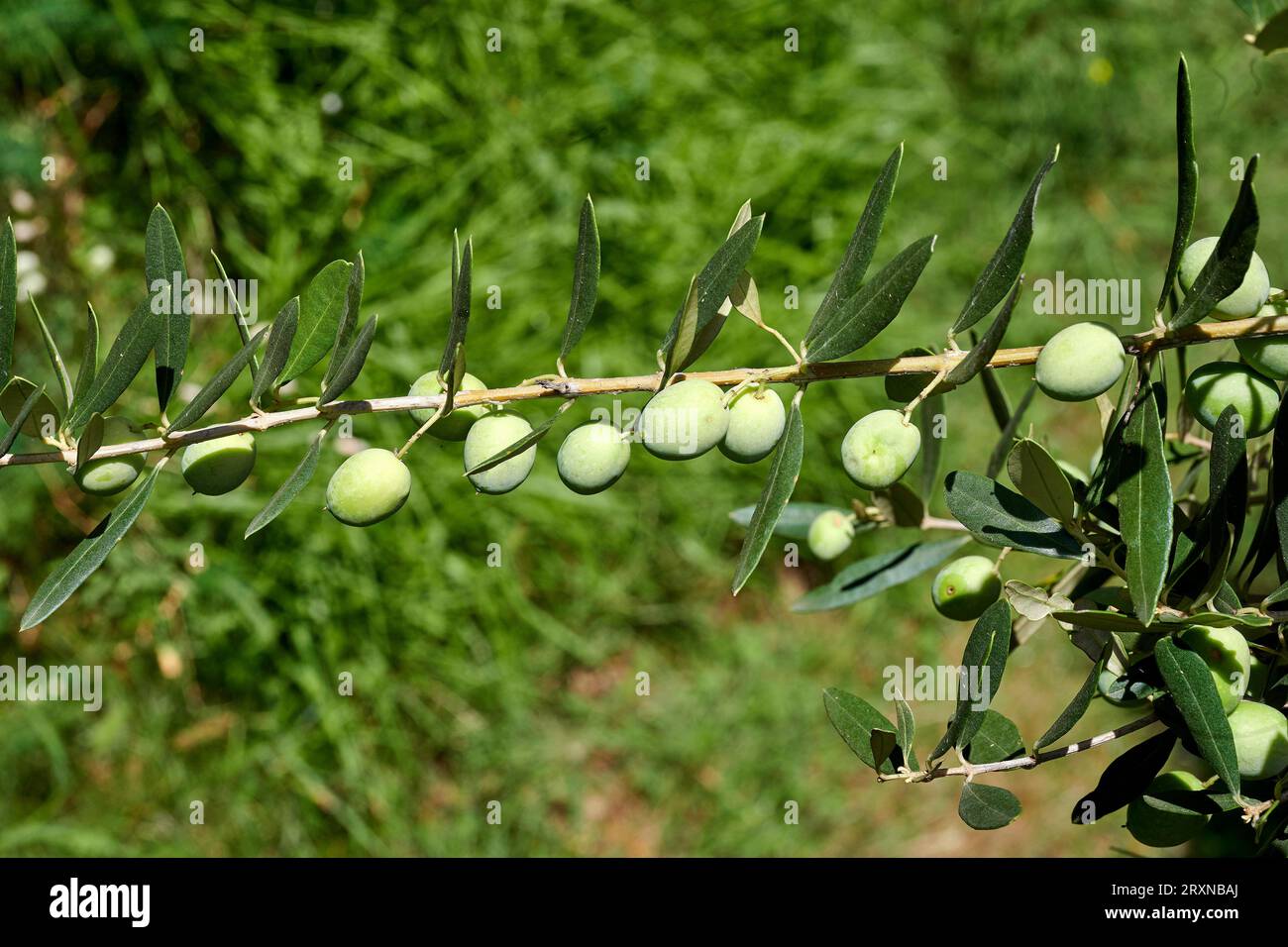 Negrar (Vr), Italy, some olives Stock Photo - Alamy