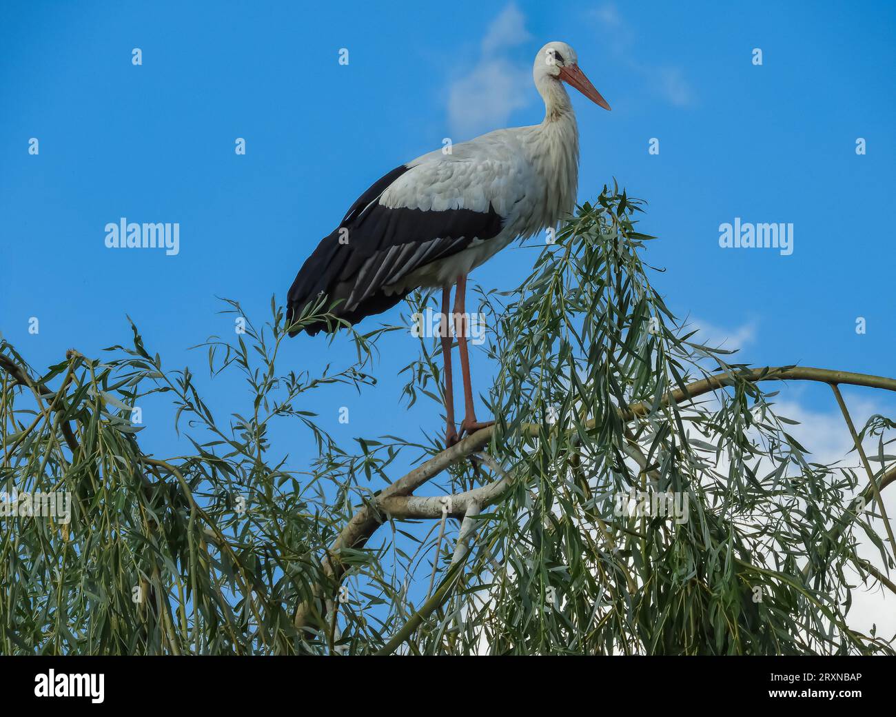 Black and white stork stood in a tree against a blue autumn sky Stock ...