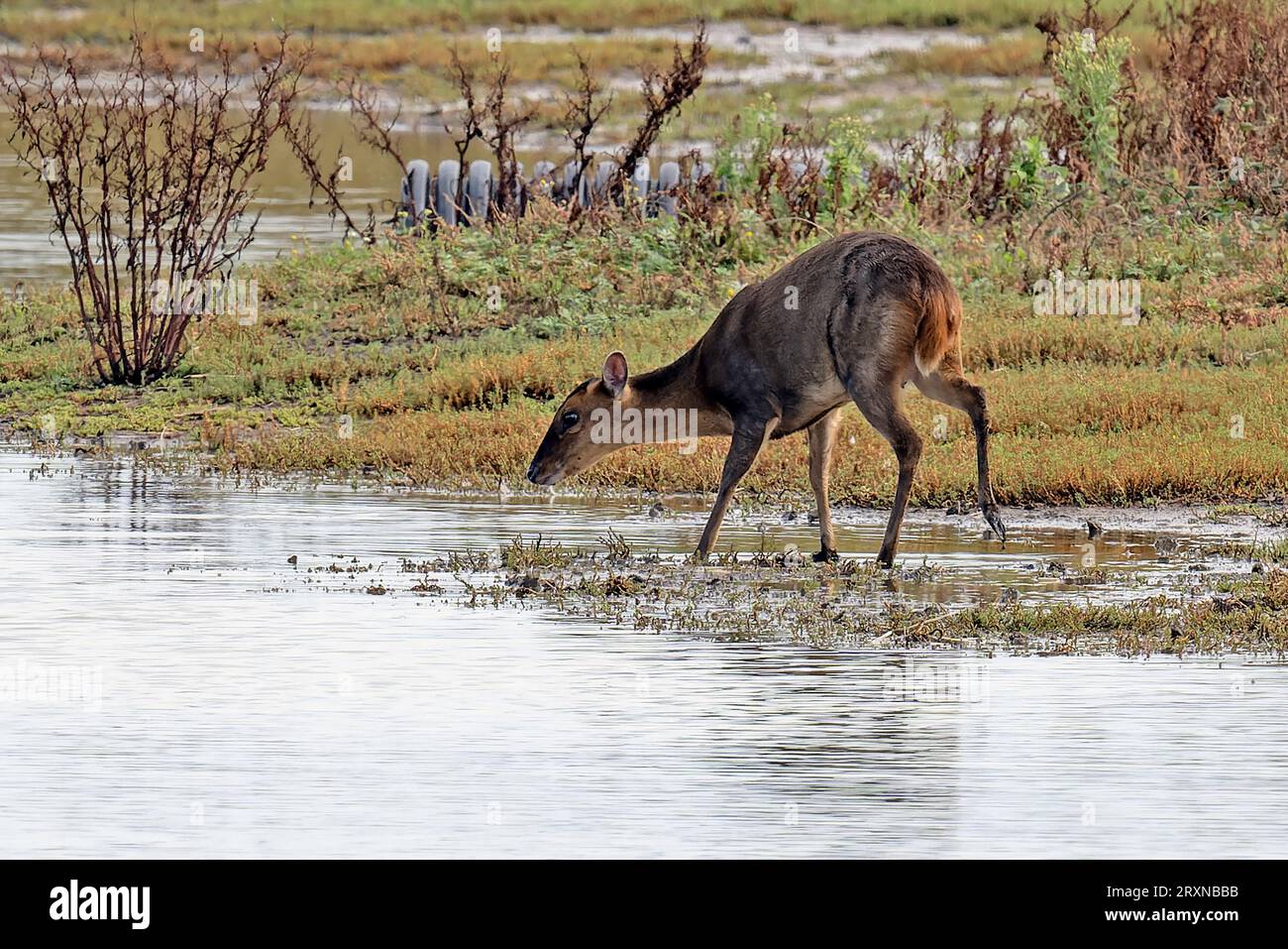 Chinese water deer Stock Photo - Alamy