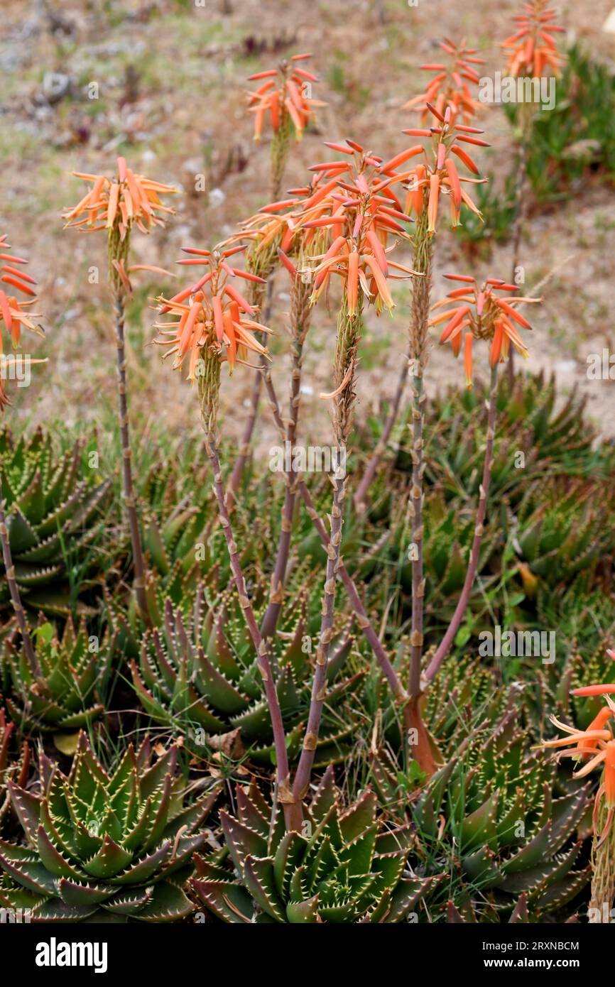 Rubble aloe (Aloe perfoliata) is a succulent plant native to southern ...