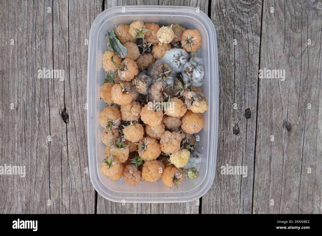 Mouldy food against white background hi-res stock photography and ...