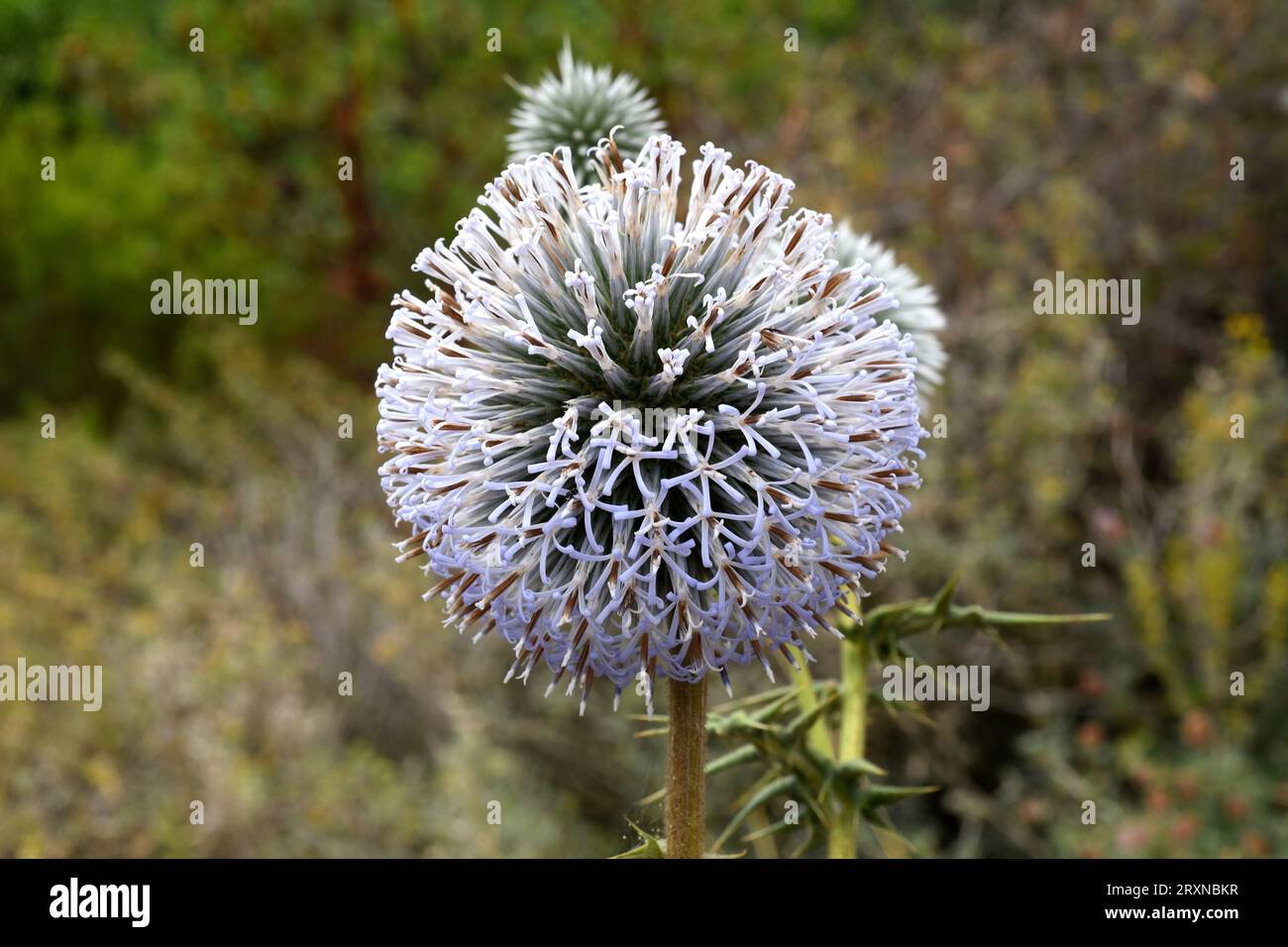 Echinops spinosissimus is a perennial plant native to southeastern ...