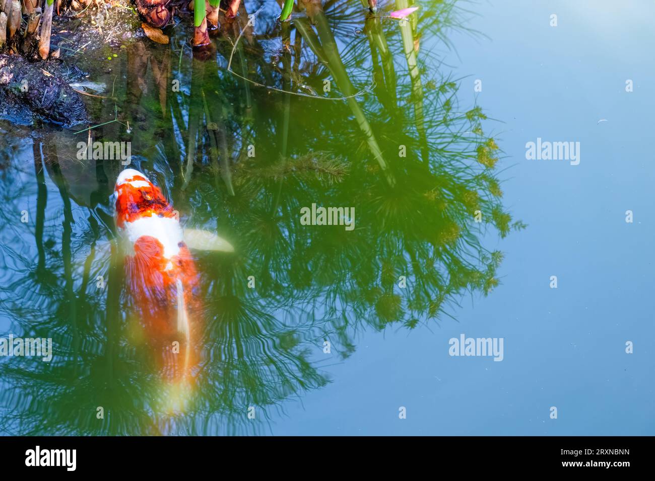 Feeding goldfish in garden pond hi-res stock photography and images - Alamy