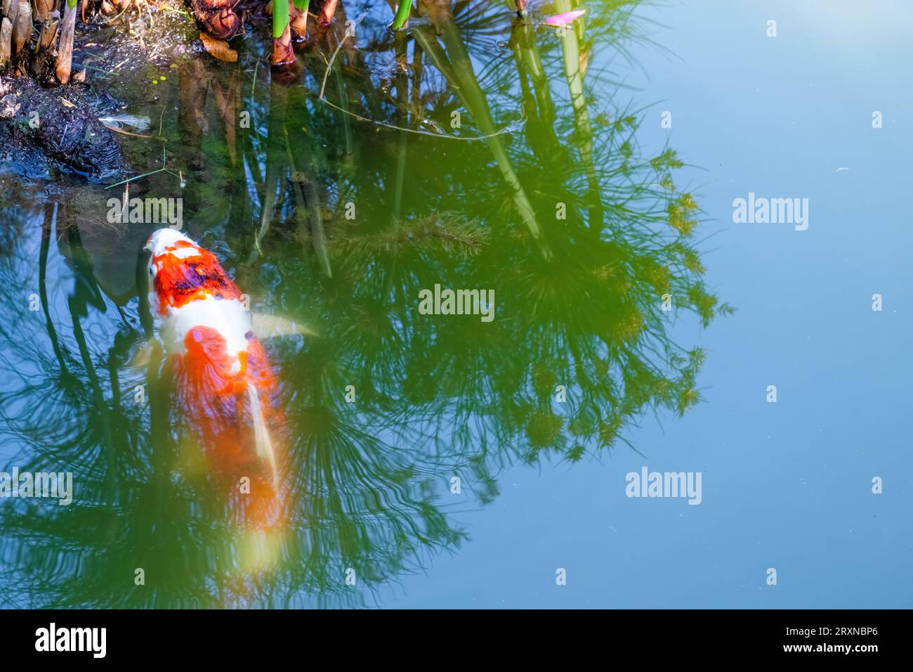 Colorfull fish swimming in hi-res stock photography and images - Alamy