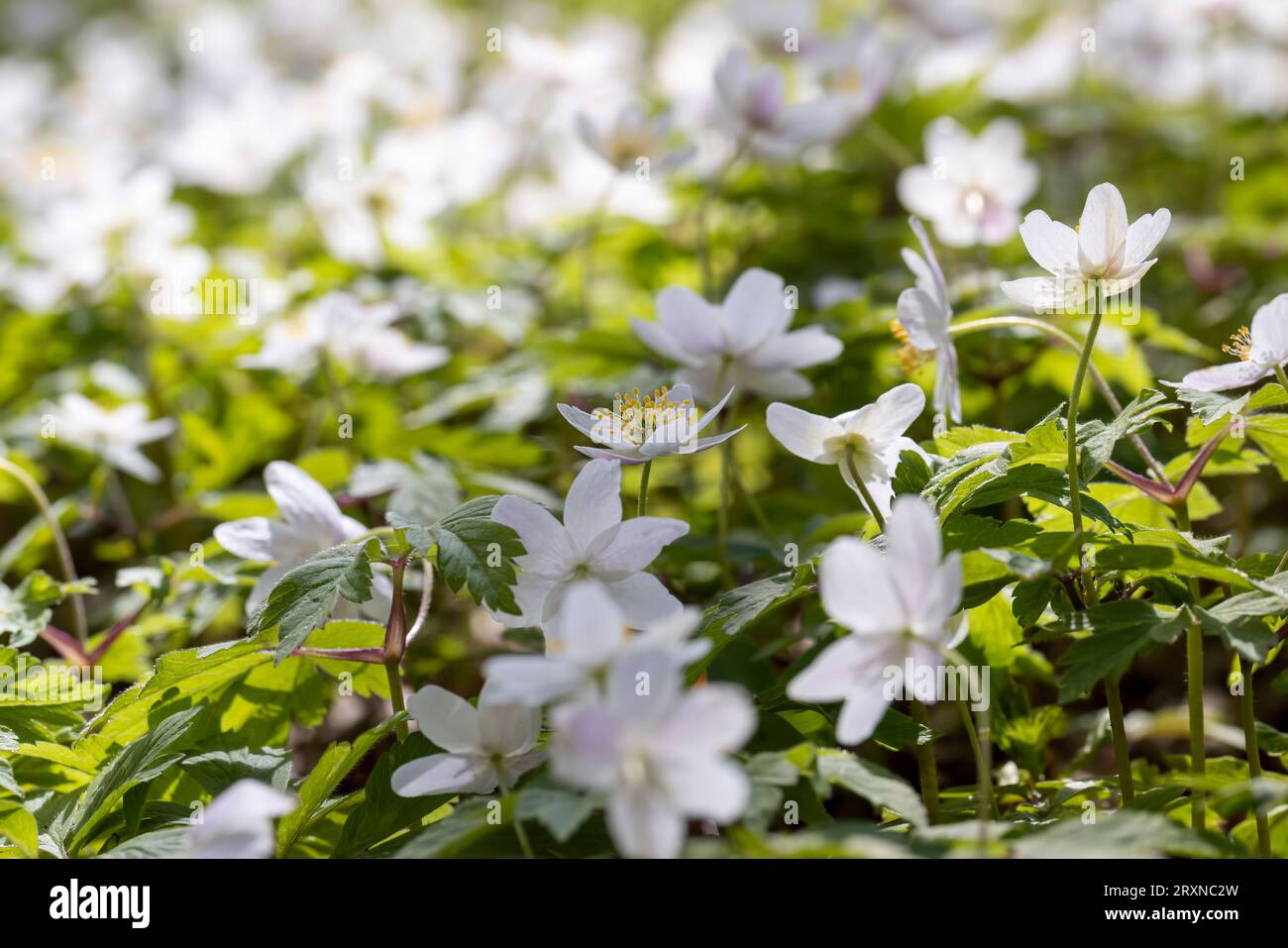 The first spring flowers growing in the forest Stock Photo - Alamy