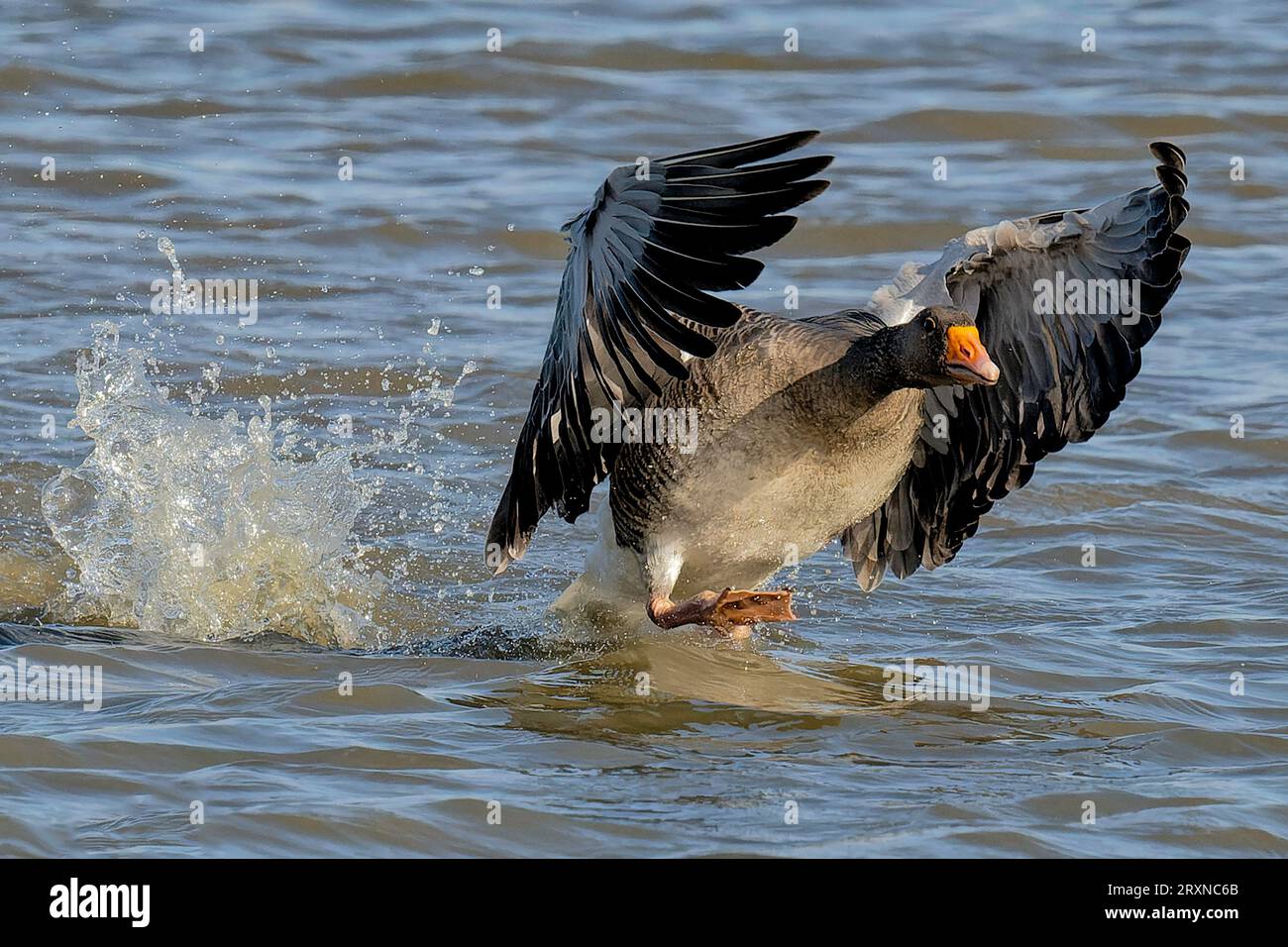 Flight hi res hi-res stock photography and images - Alamy