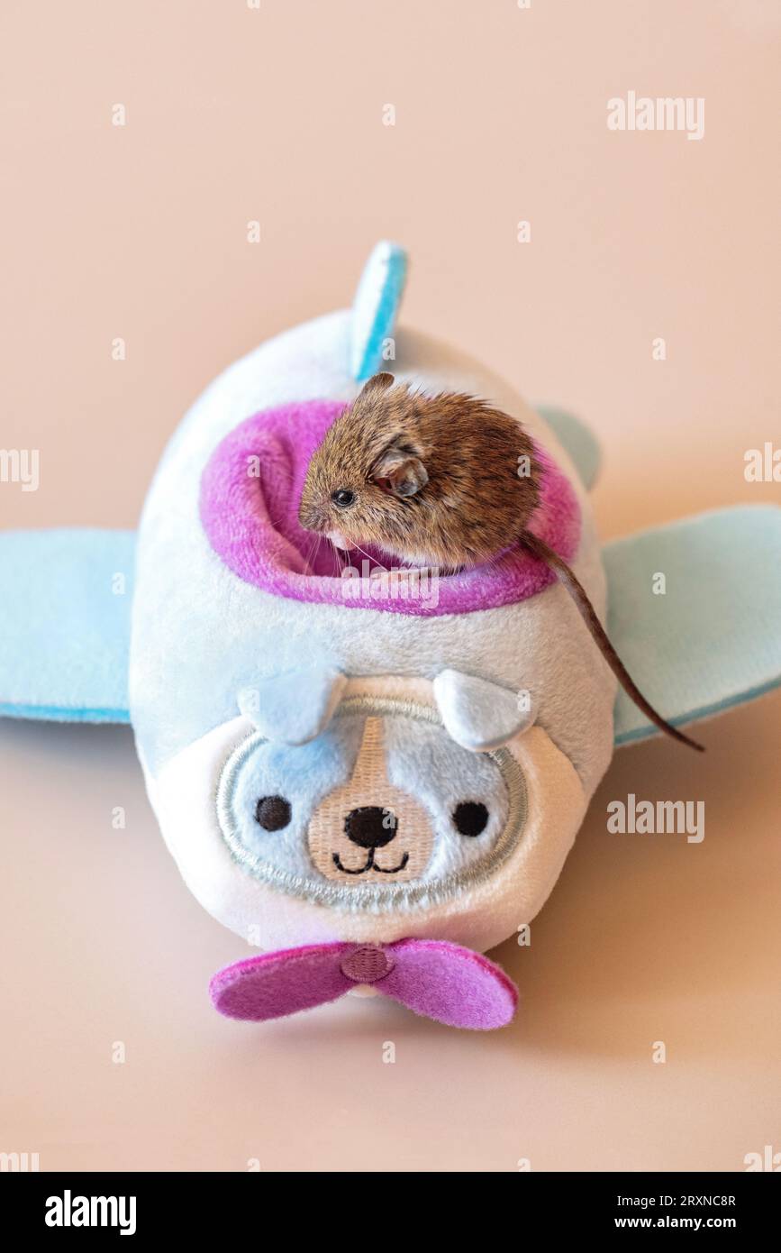 Tiny mouse inside a toy airplane Stock Photo - Alamy