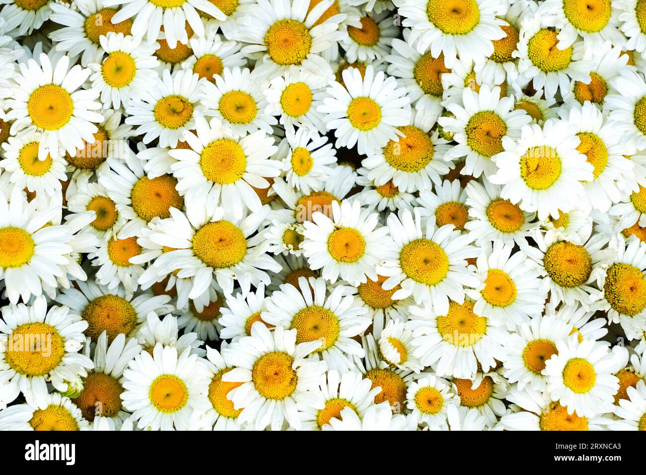 Wild white daisy flowers background, white chamomiles, common daisy ...