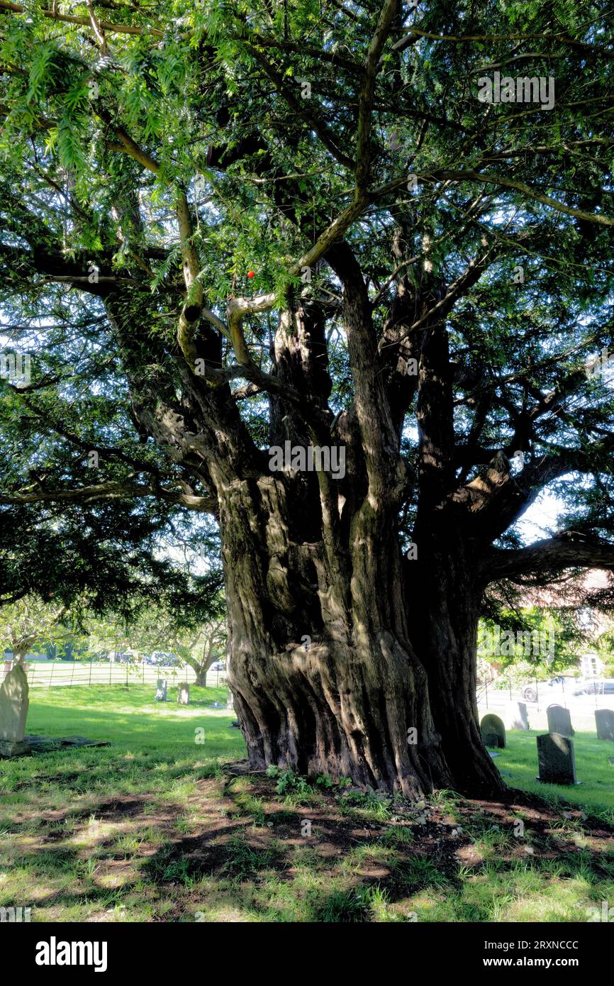 Ancient Yew Trees Hawkley Church, Hampshire Stock Photo - Alamy