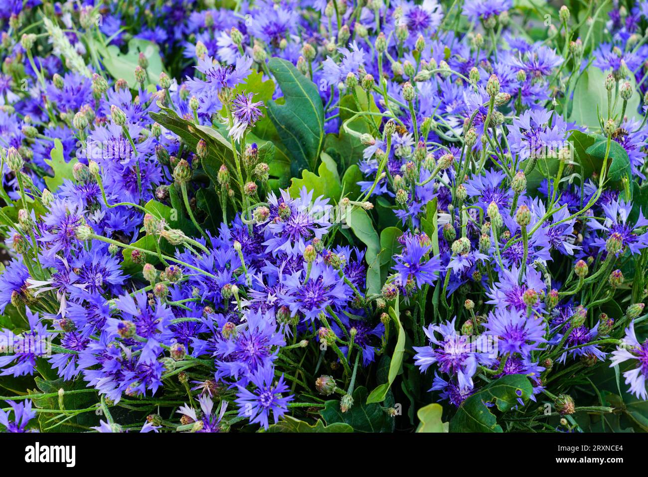 Blue cornflower background, blue flowers and buds, background full of ...
