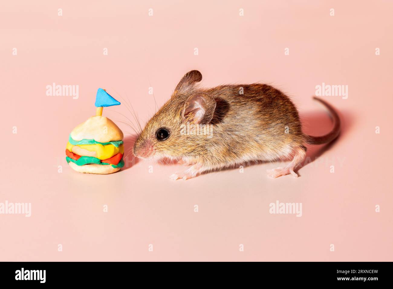 Baby mouse hi-res stock photography and images - Alamy