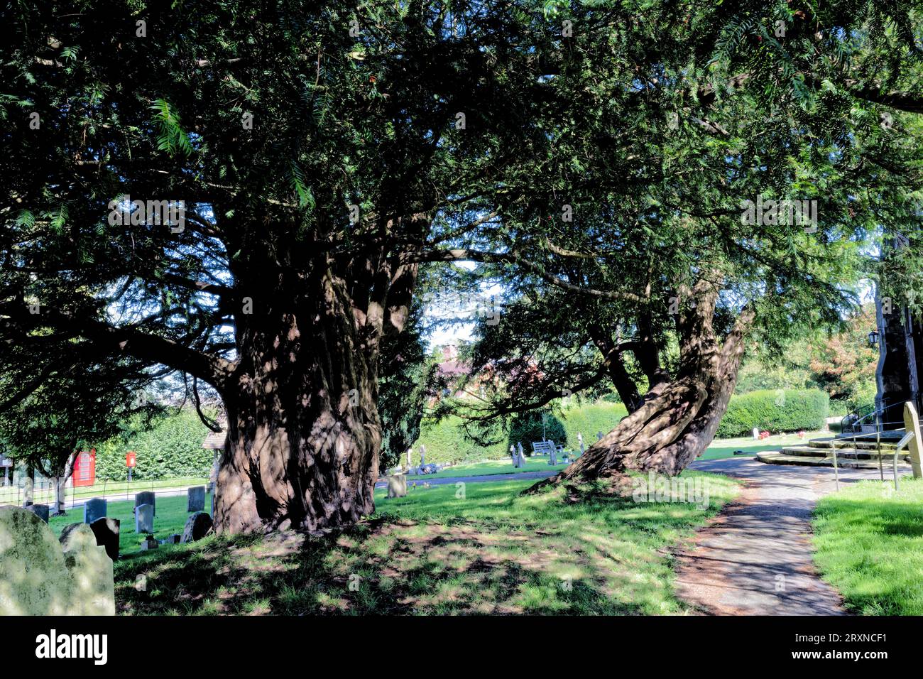 Notable tree hi-res stock photography and images - Alamy