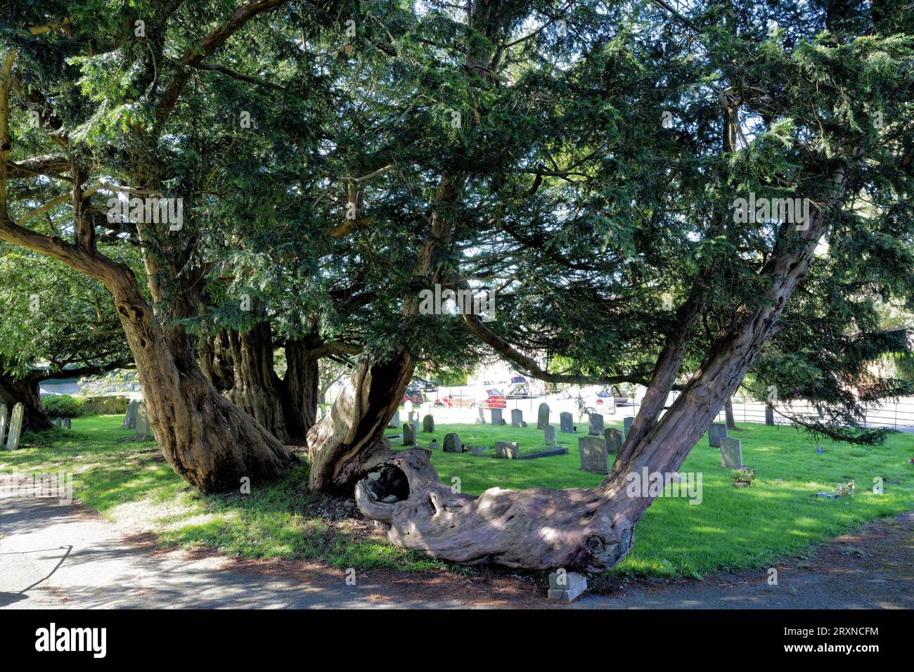 Ancient Yew Trees Hawkley Church, Hampshire Stock Photo - Alamy