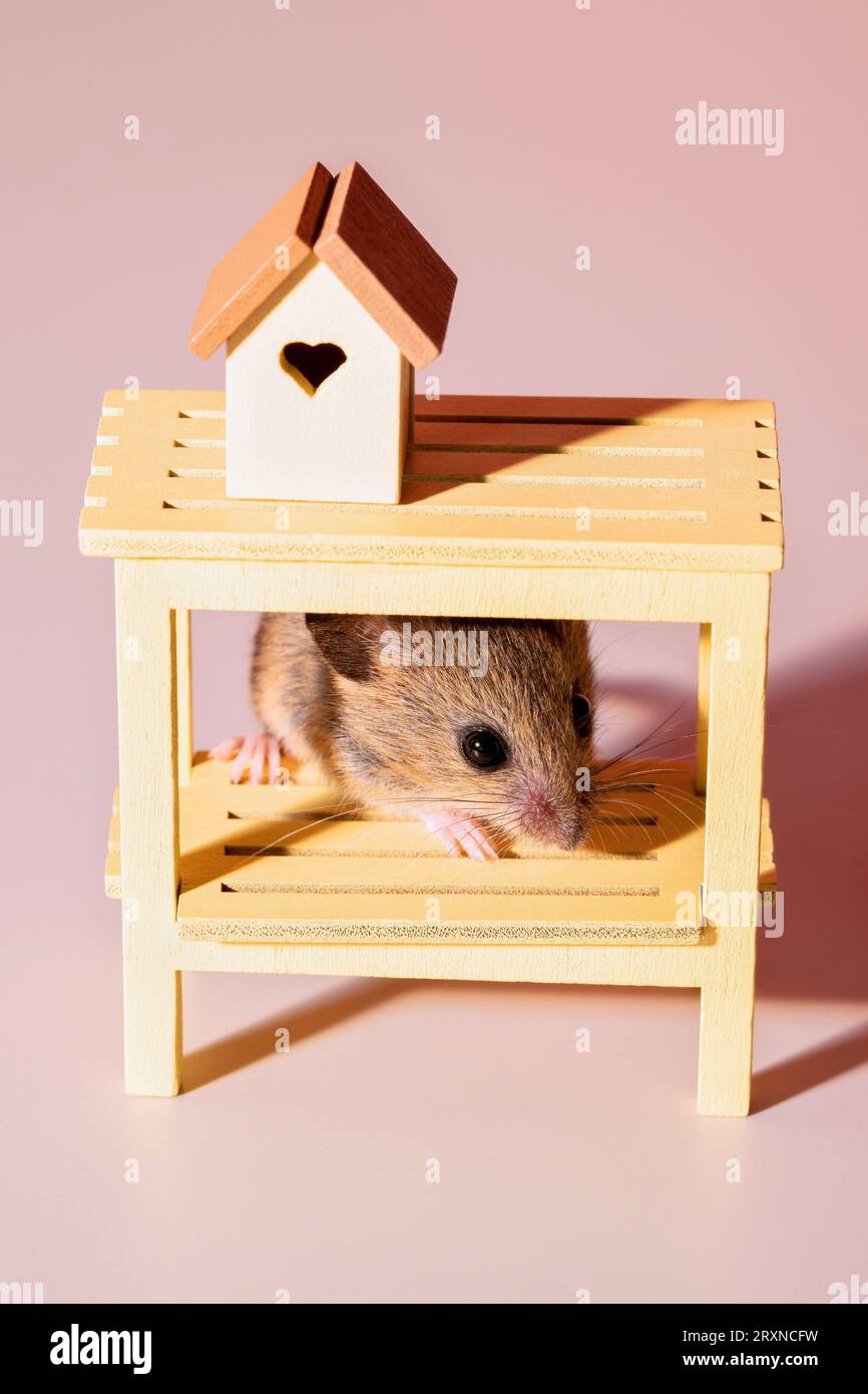 Peeking mouse hi-res stock photography and images - Alamy