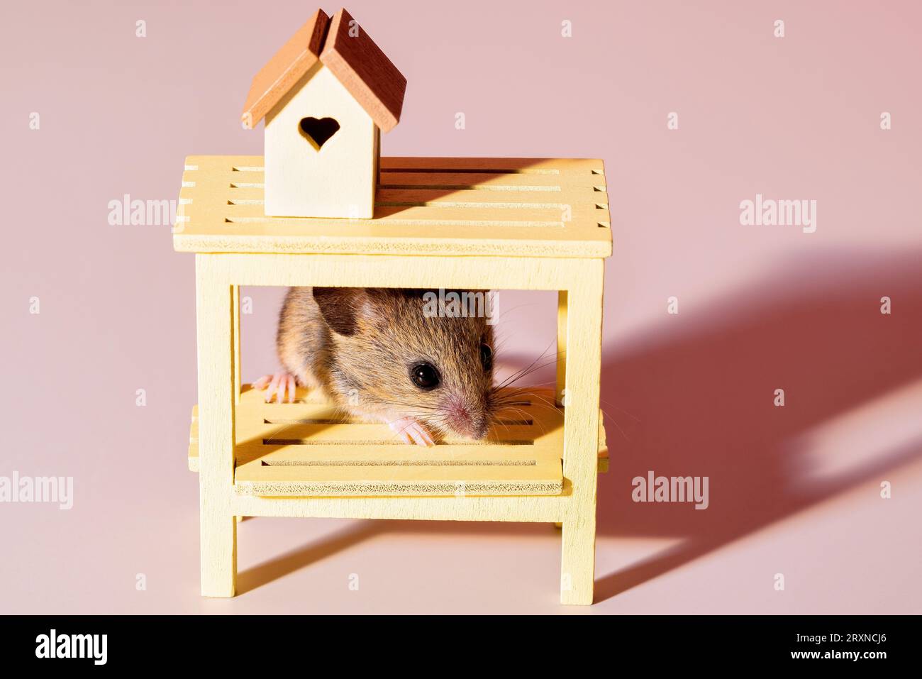 Mouse house table hi-res stock photography and images - Alamy