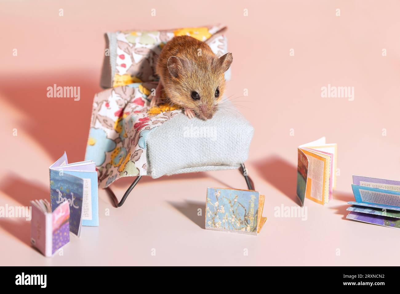 Baby mouse sitting on hi-res stock photography and images - Alamy