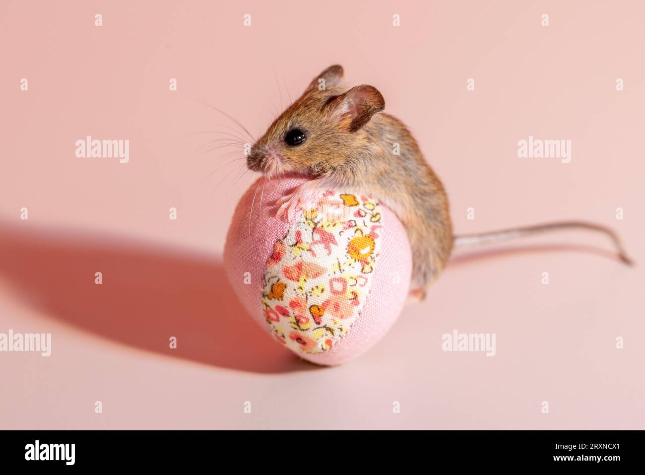 Ball mouse hi-res stock photography and images - Alamy