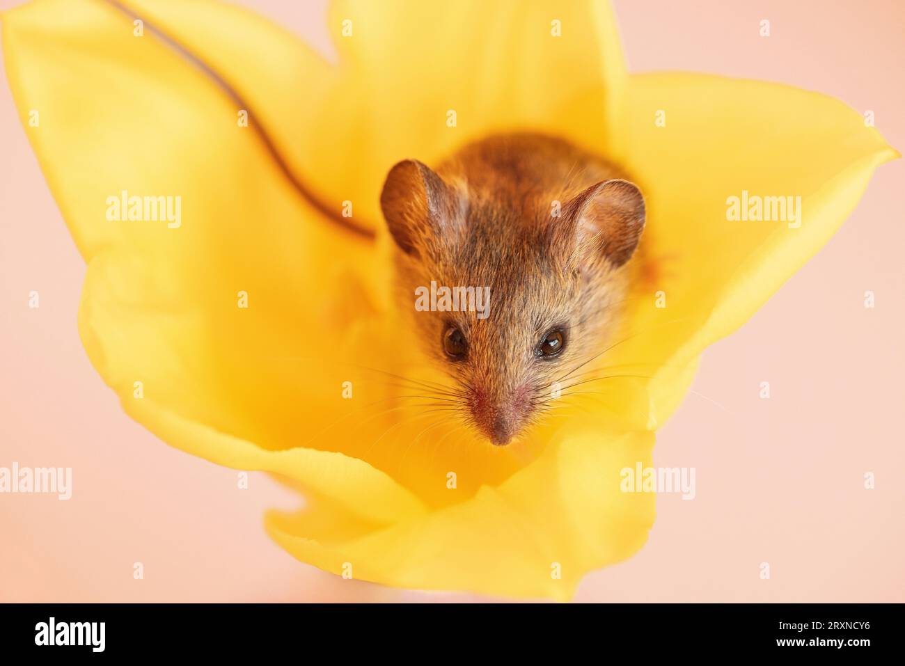 Baby mouse hi-res stock photography and images - Alamy