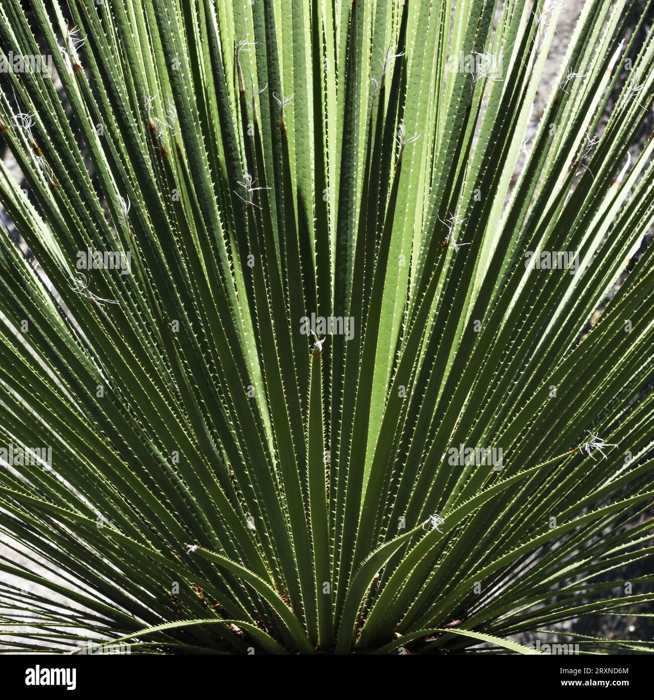 Agave green hi-res stock photography and images - Alamy