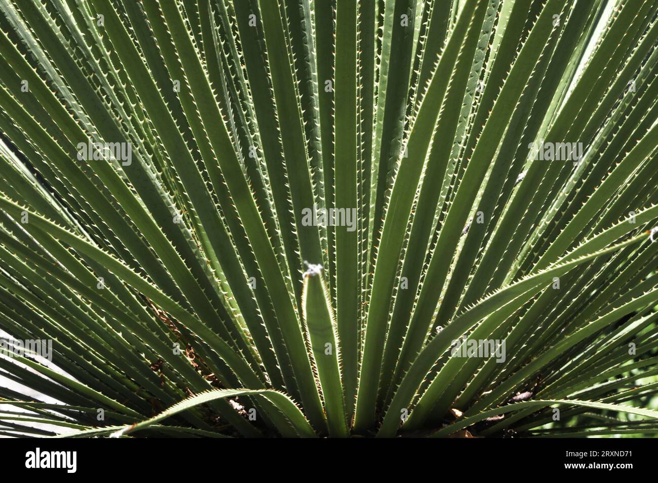 Wonderful green background of an agave Stock Photo - Alamy