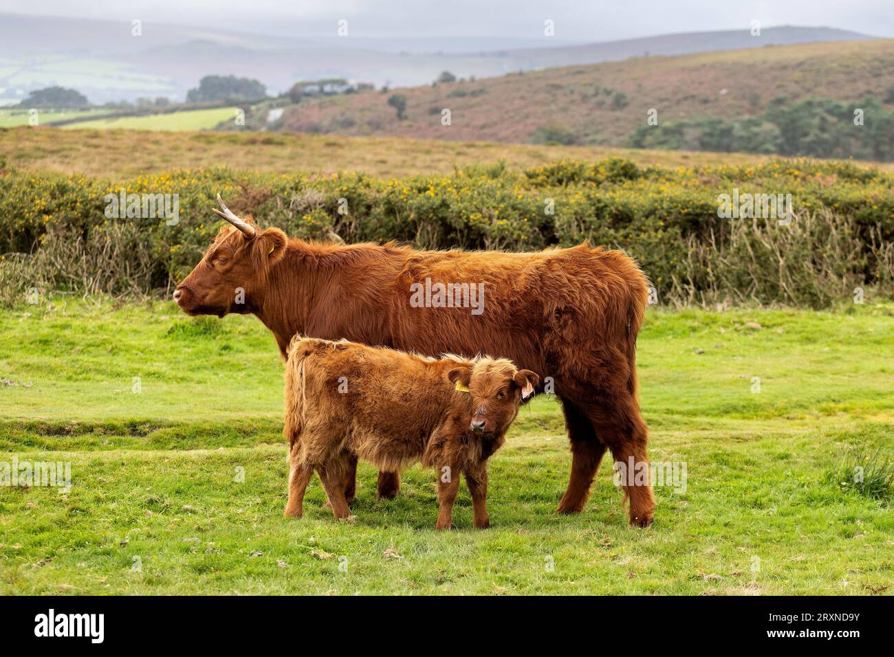 A highland cow and calf pictured in Dartmoor National Park Stock Photo ...