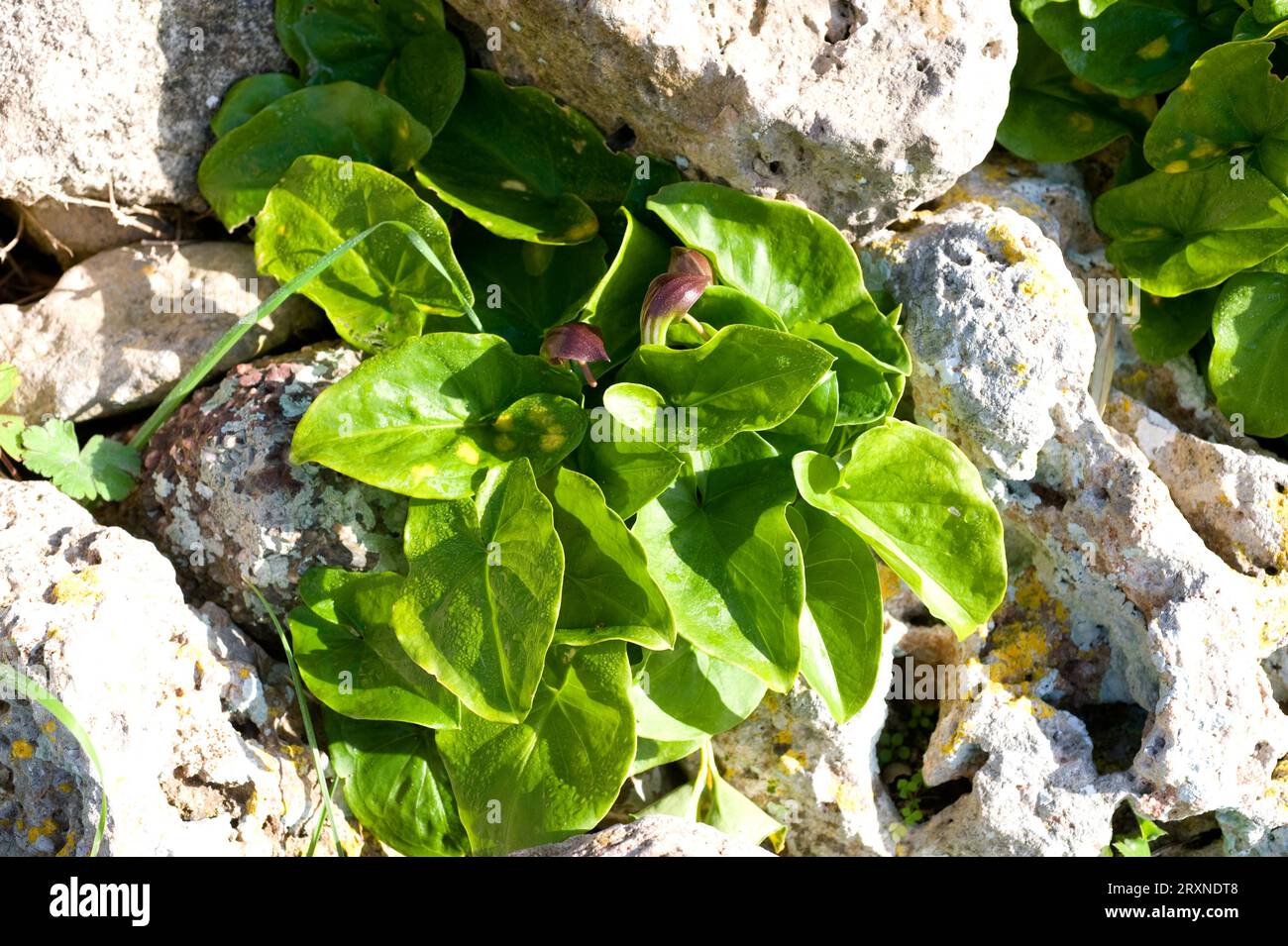 Friar's cowl (Arisarum vulgare) is a toxic perennial herb native to ...