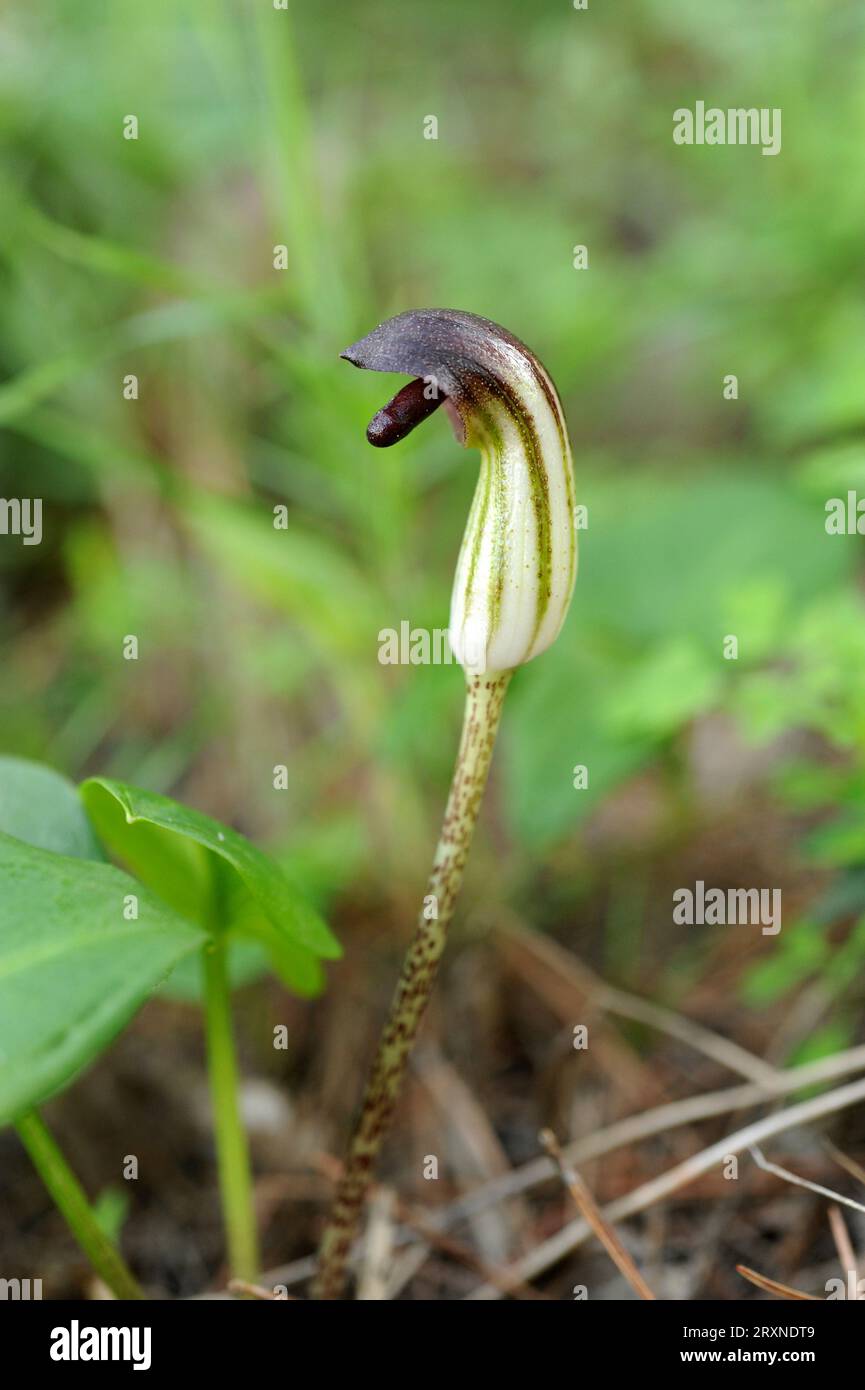 Friar's cowl (Arisarum vulgare) is a toxic perennial herb native to ...