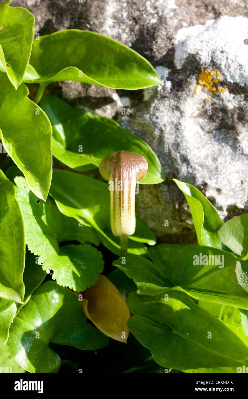 Friar's cowl (Arisarum vulgare) is a toxic perennial herb native to ...