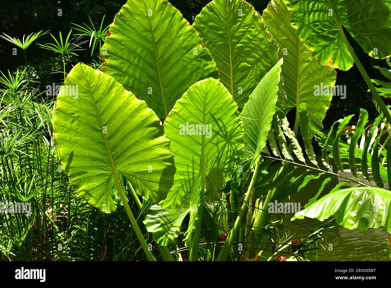 Taro or kalo (Colocasia esculenta) is a perennial herb native to ...