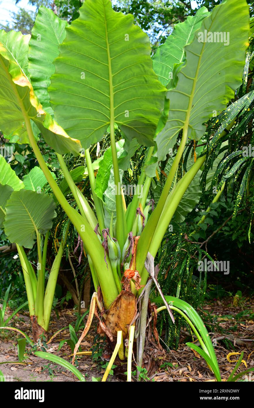 Taro or kalo (Colocasia esculenta) is a perennial herb native to ...